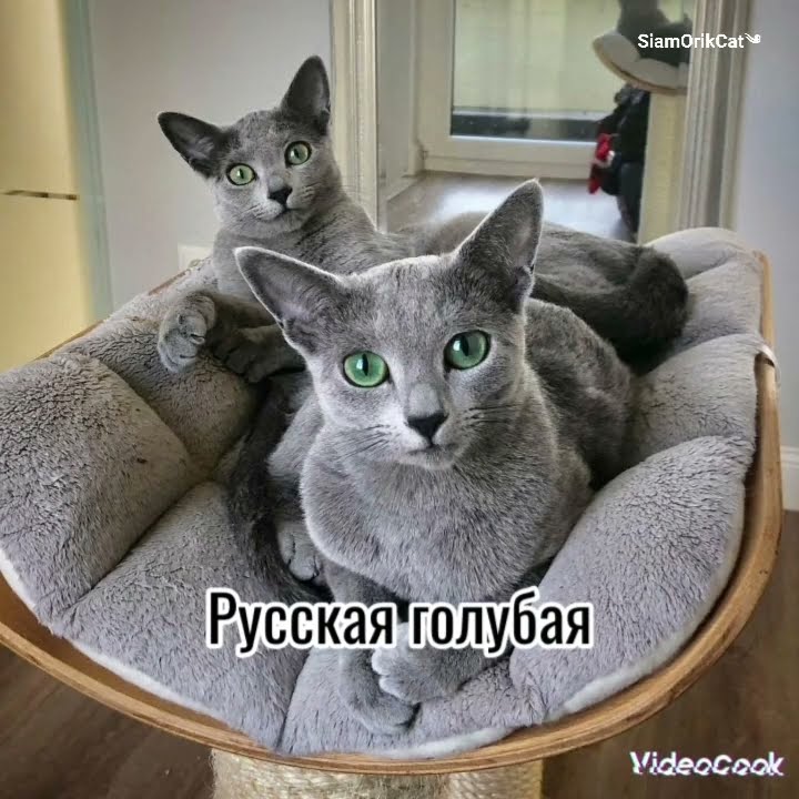6 самых красивых пород кошек Youtube