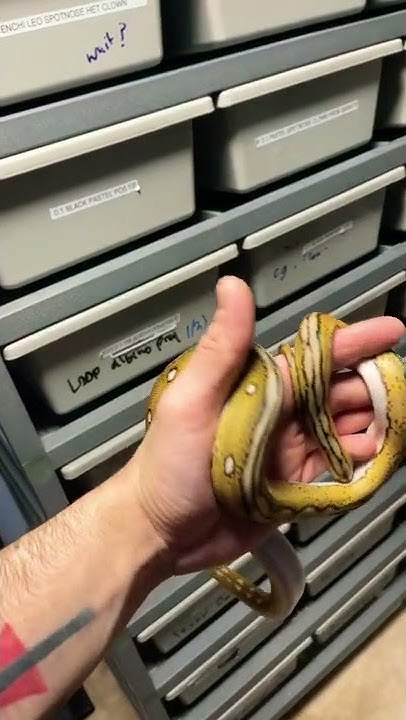Handling some a baby motley tiger reticulated python - YouTube