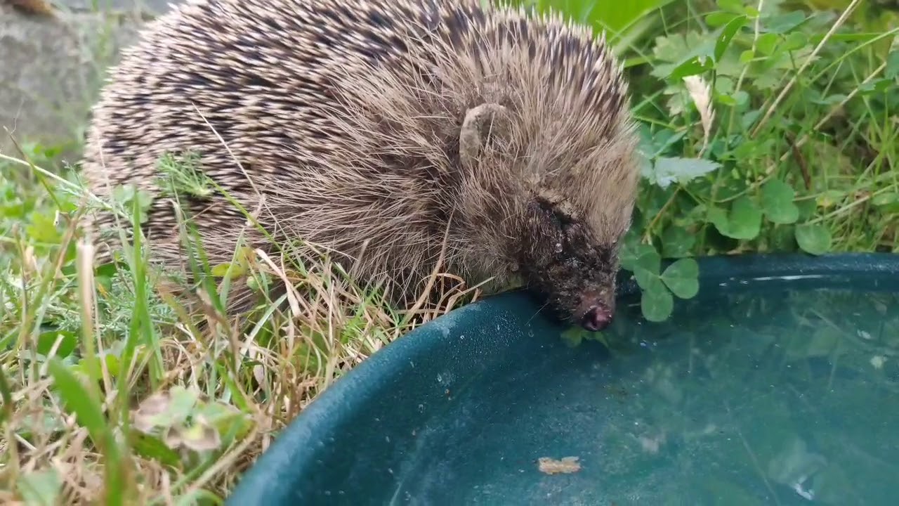 Hedgehog | New Zealand | Autumn 2020 - YouTube