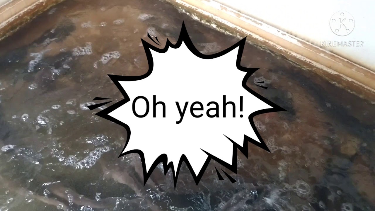 Biggest catfish/hito in Iloilo City! - YouTube