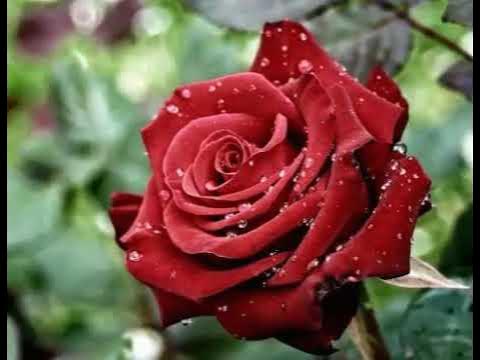 Suflet Bland de fata poezie Noua - YouTube