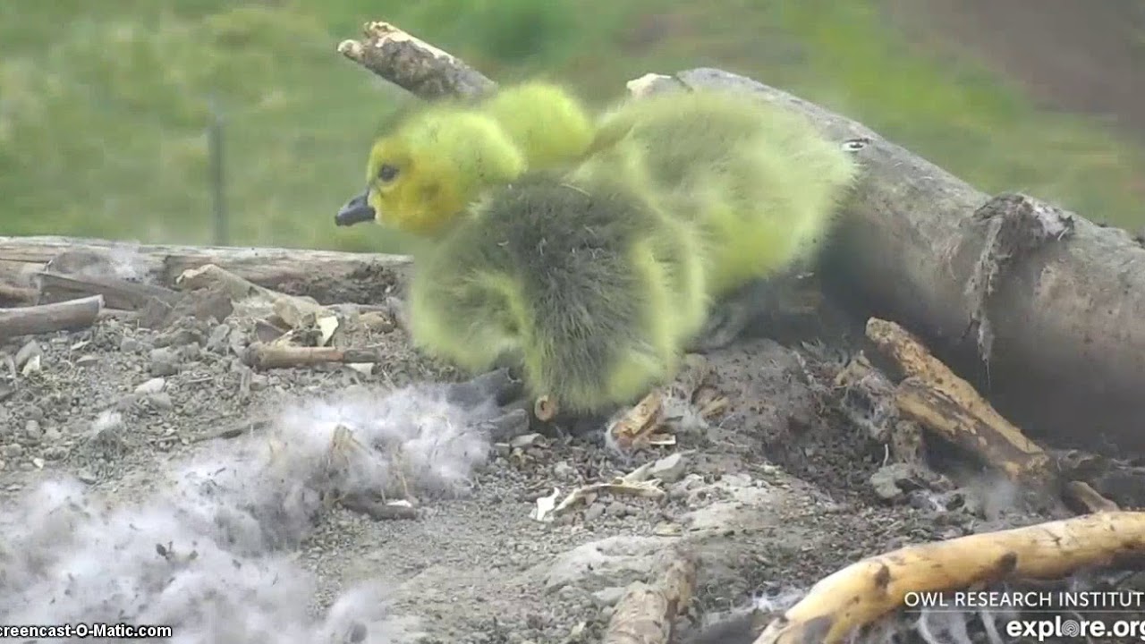 Oca del Canada - Canada Goose (Montana) - YouTube