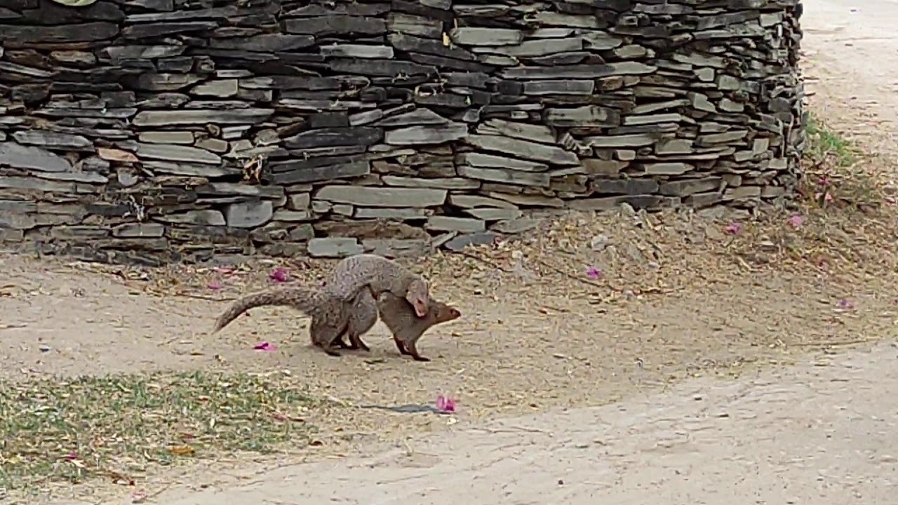 How to Mating of Mongoose real rare village video - YouTube