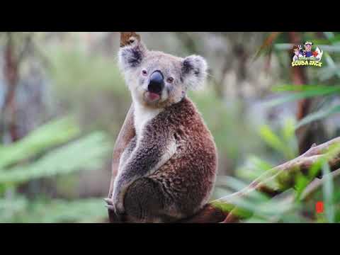 Australia for Kids - Fun & Fascinating Facts About Australia - YouTube