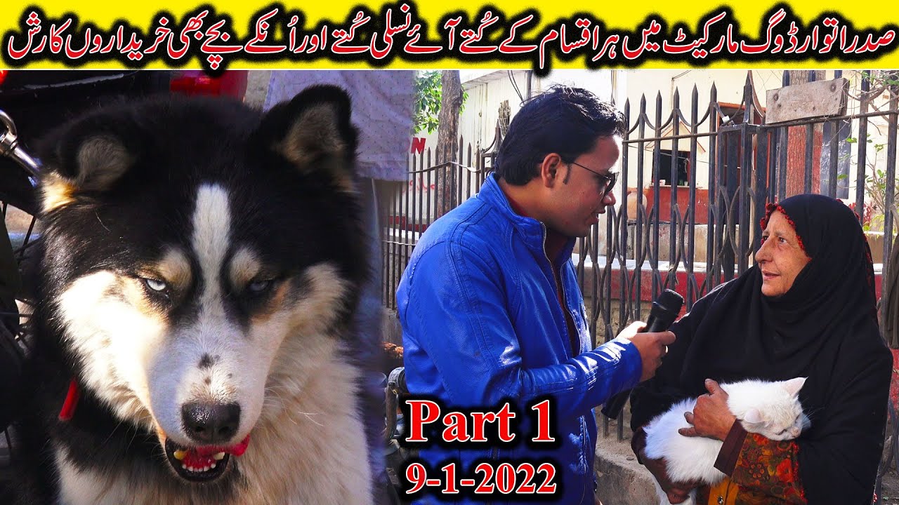 Dogs Market Saddar Karachi 9-1-2022 Karachi Part 1 | Quality Dogs and ...