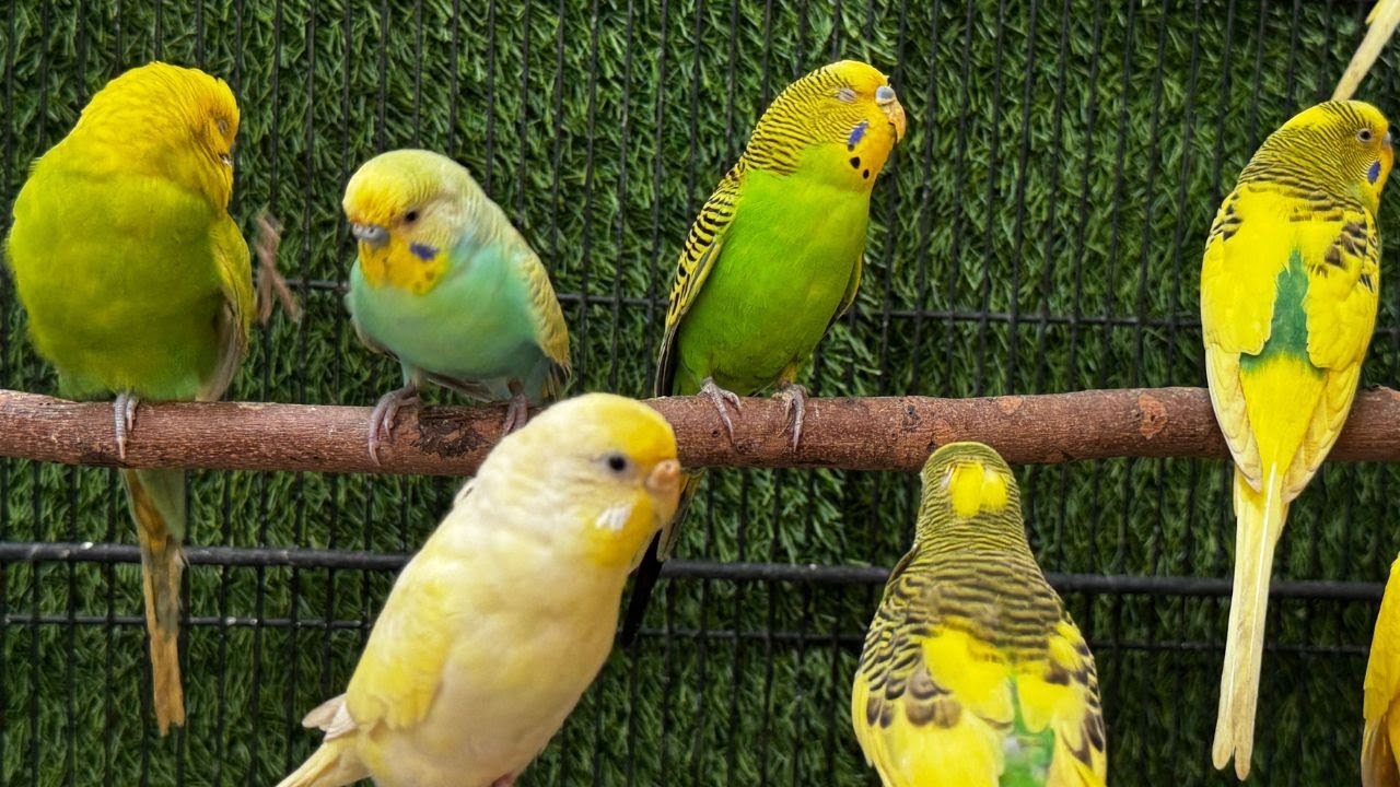 Cute Budgies Chirping: 2 Hours of Relaxing Parakeet Sounds to Reduce ...