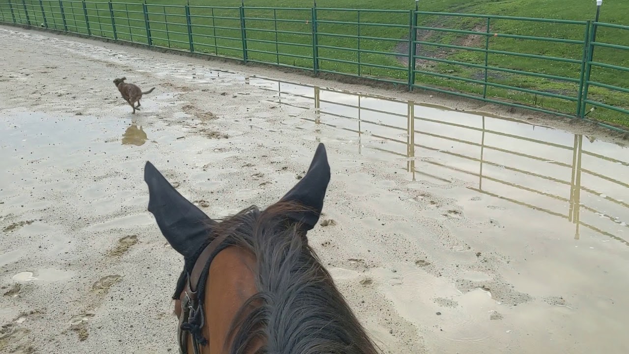 Leeloo running through puddles dog loves water dog playing in water ...