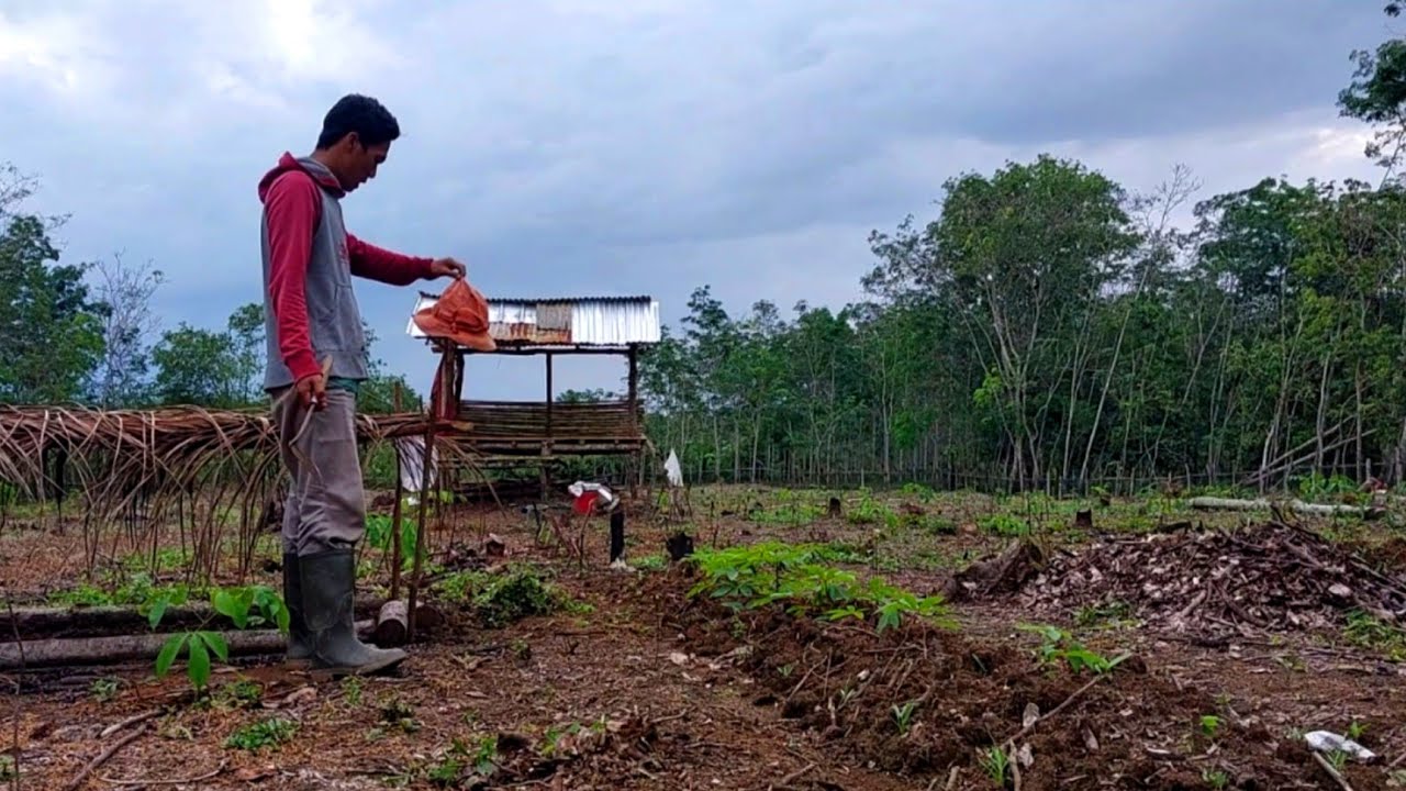 Suasana Kebun | Hidup di Kebun Merumput dan Merawat Tanaman Eps 11 ...