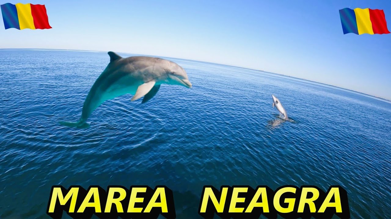 Delfinii fac spectacol pe litoralul nostru. Scufundari si Pescuit in ...