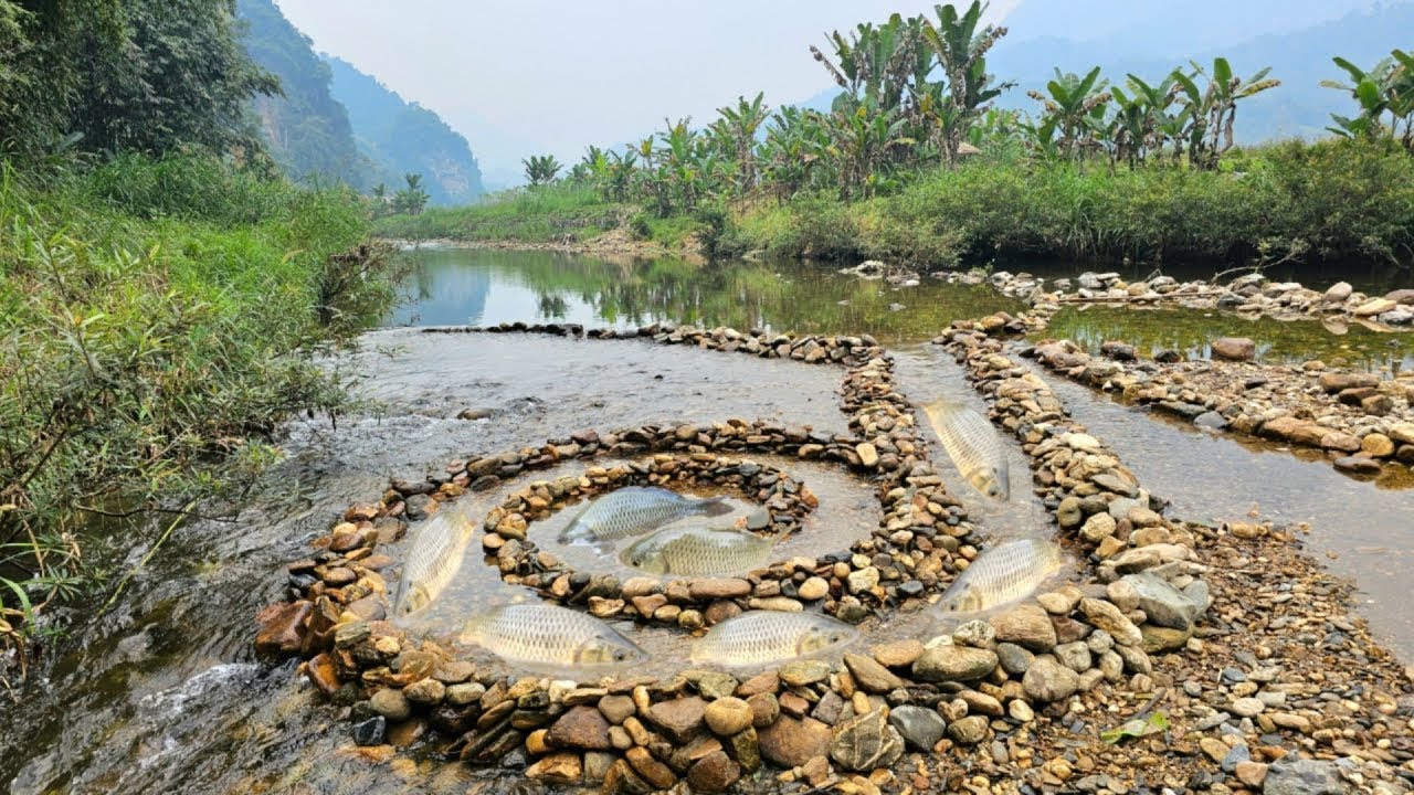 Technique of anesthesia for fish, catches fish using ancient methods ...