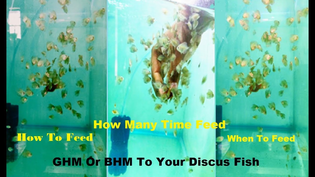 How To Feed GHM Or BHM To Your Discus Babies || When To Feed || How ...