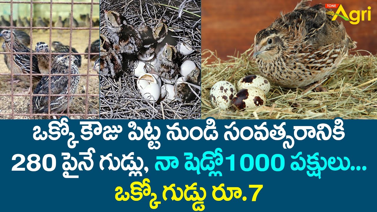 Quail Bird Eggs | Kouju Pitta | ఒక్కో కౌజు పిట్ట నుండి సంవత్సరానికి 280 ...