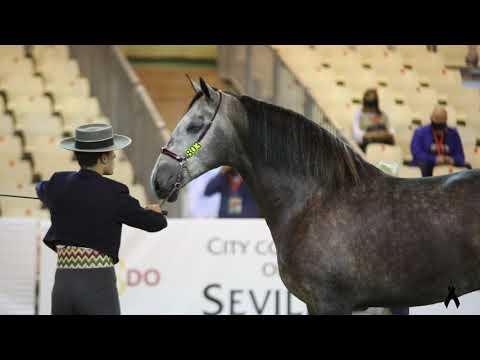 CAMPEONATO DEL MUNDO DE CABALLOS DE PURA RAZA ESPAÑOLA , SICAB 2020