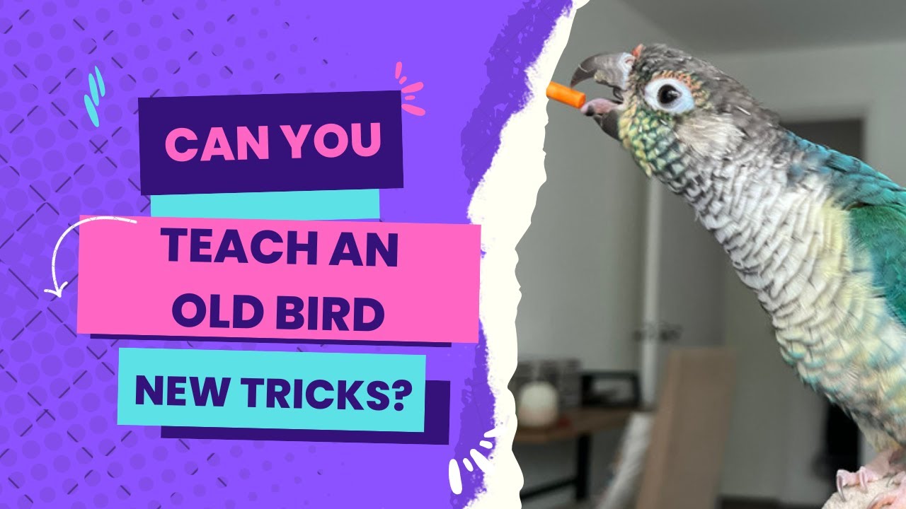 Can You Teach An Old Bird New Tricks? | TheParrotTeacher - YouTube