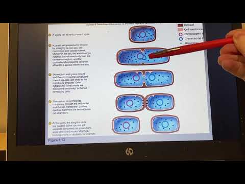 Microbiology Fall 2020: Chapter 6 Lecture Part 5 🧫🧫🧫 - YouTube