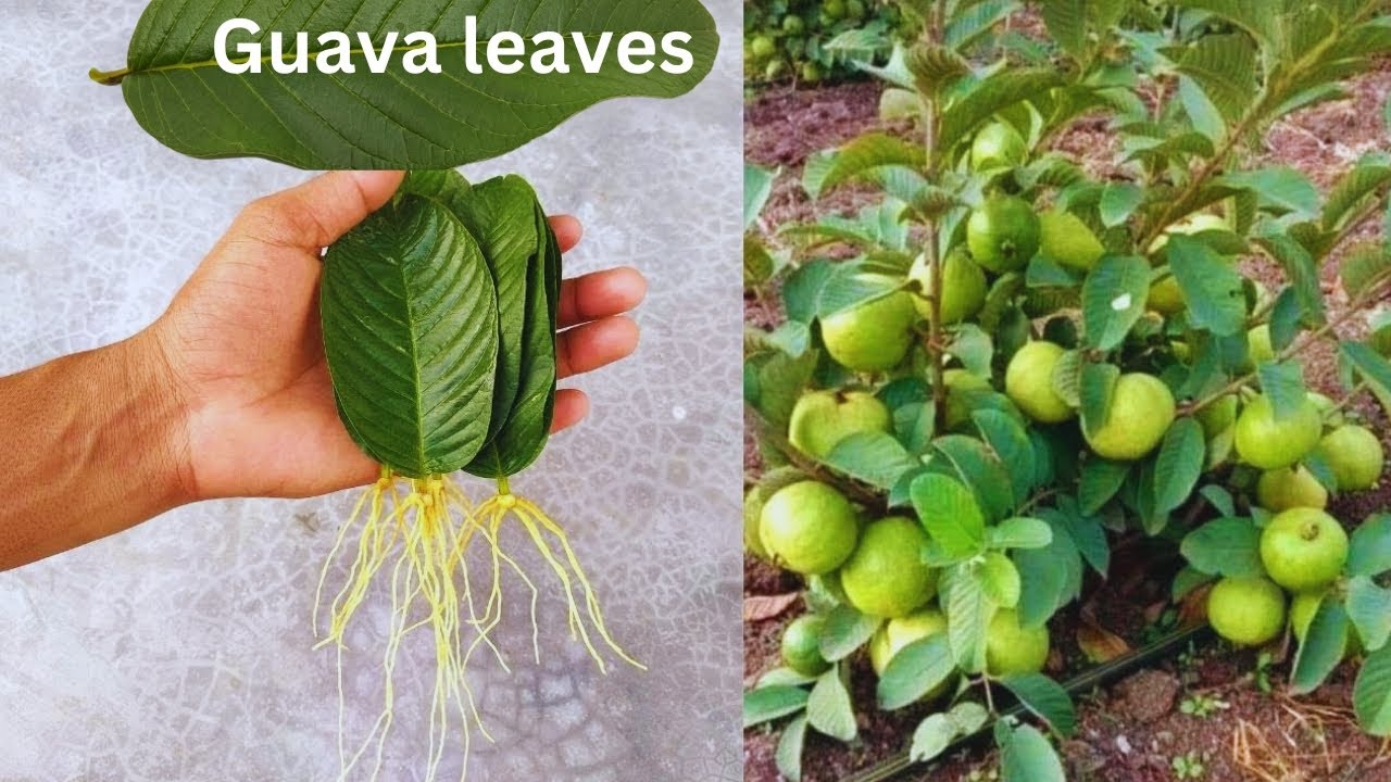 ⭕grow guava tree from guava leaves - YouTube