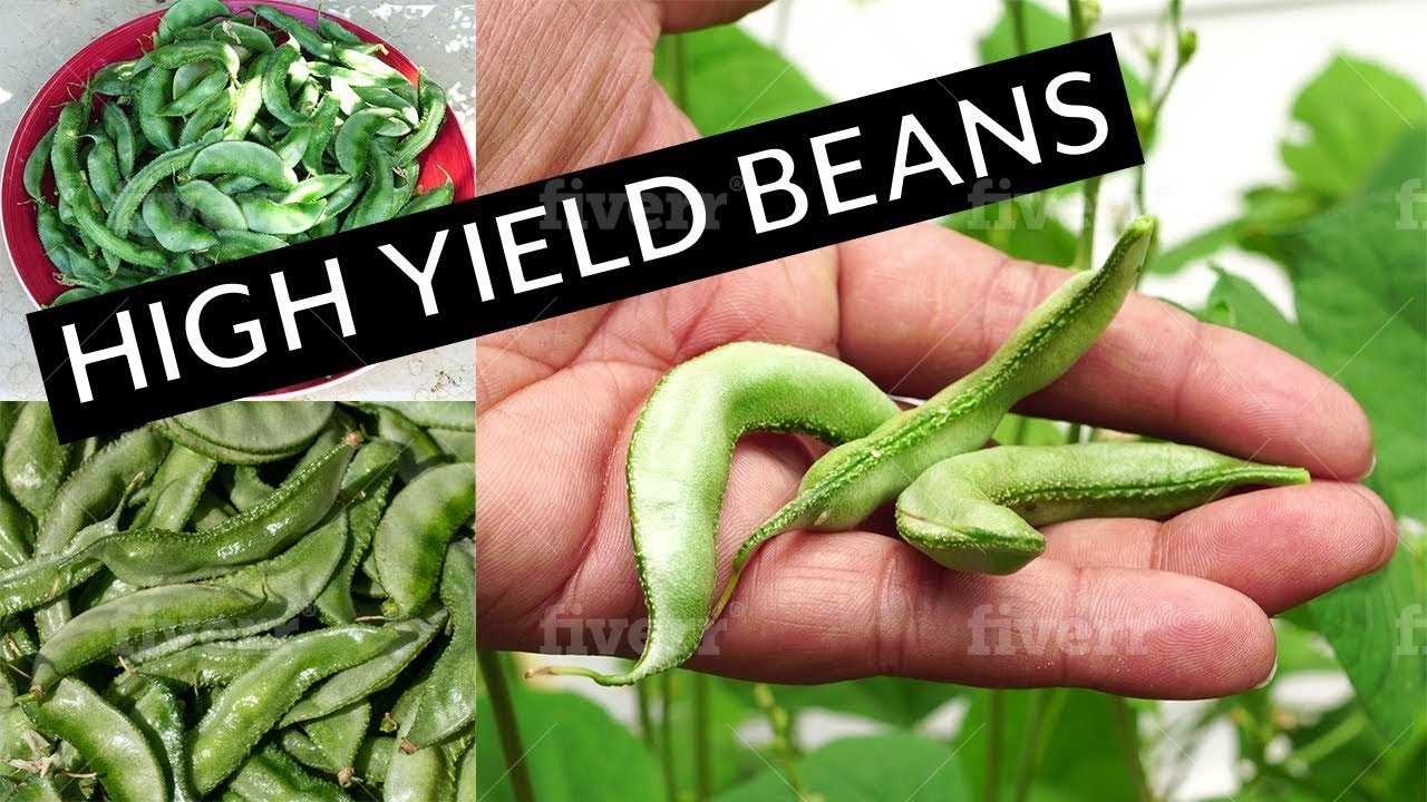 ALL YOU NEED TO KNOW ABOUT GROWING HIGH YIELDING BEANS - YouTube