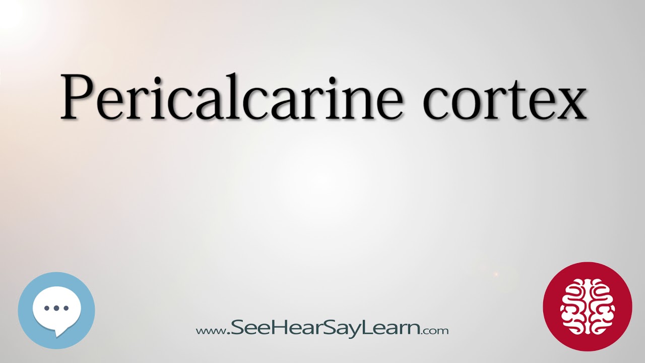 Pericalcarine cortex Anatomy of the Brain SeeHearSayLearn 🔊 - YouTube