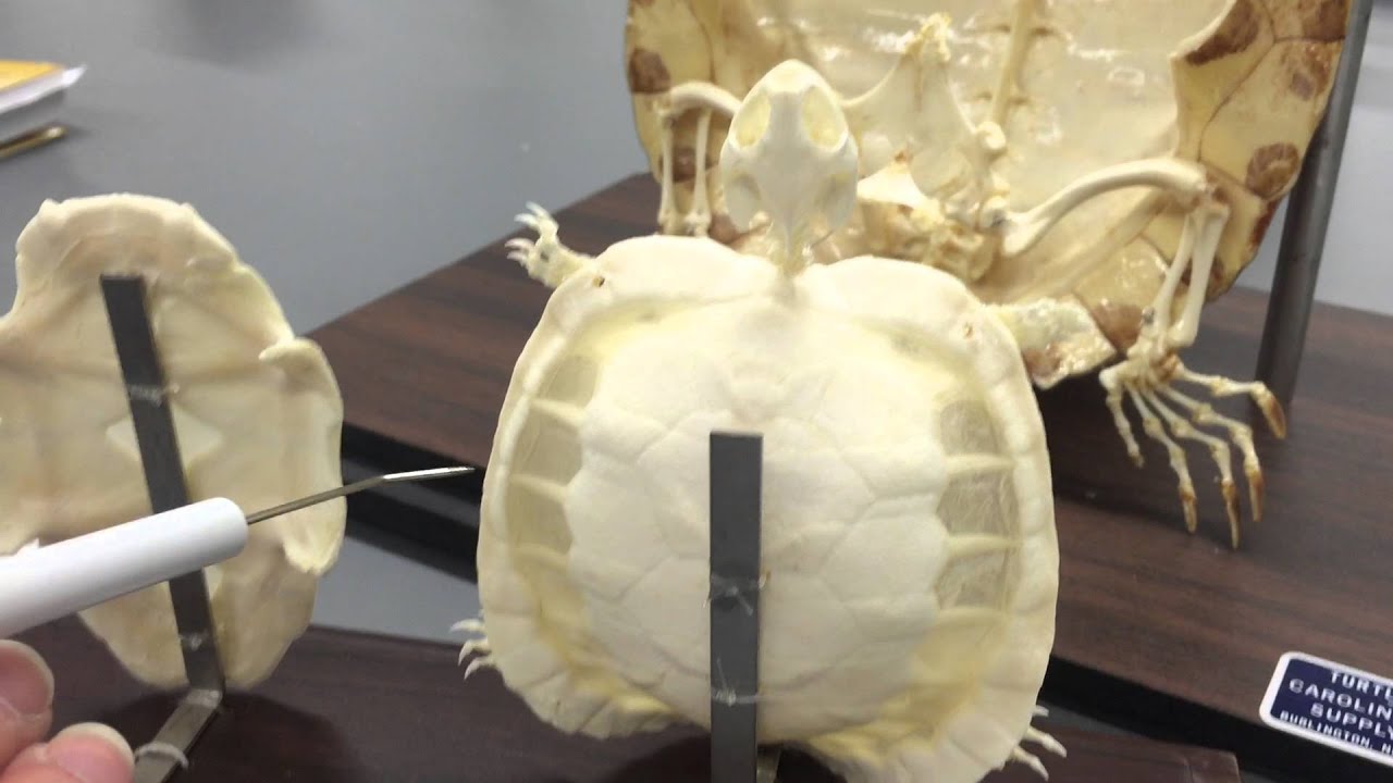 Turtle Skeletal System