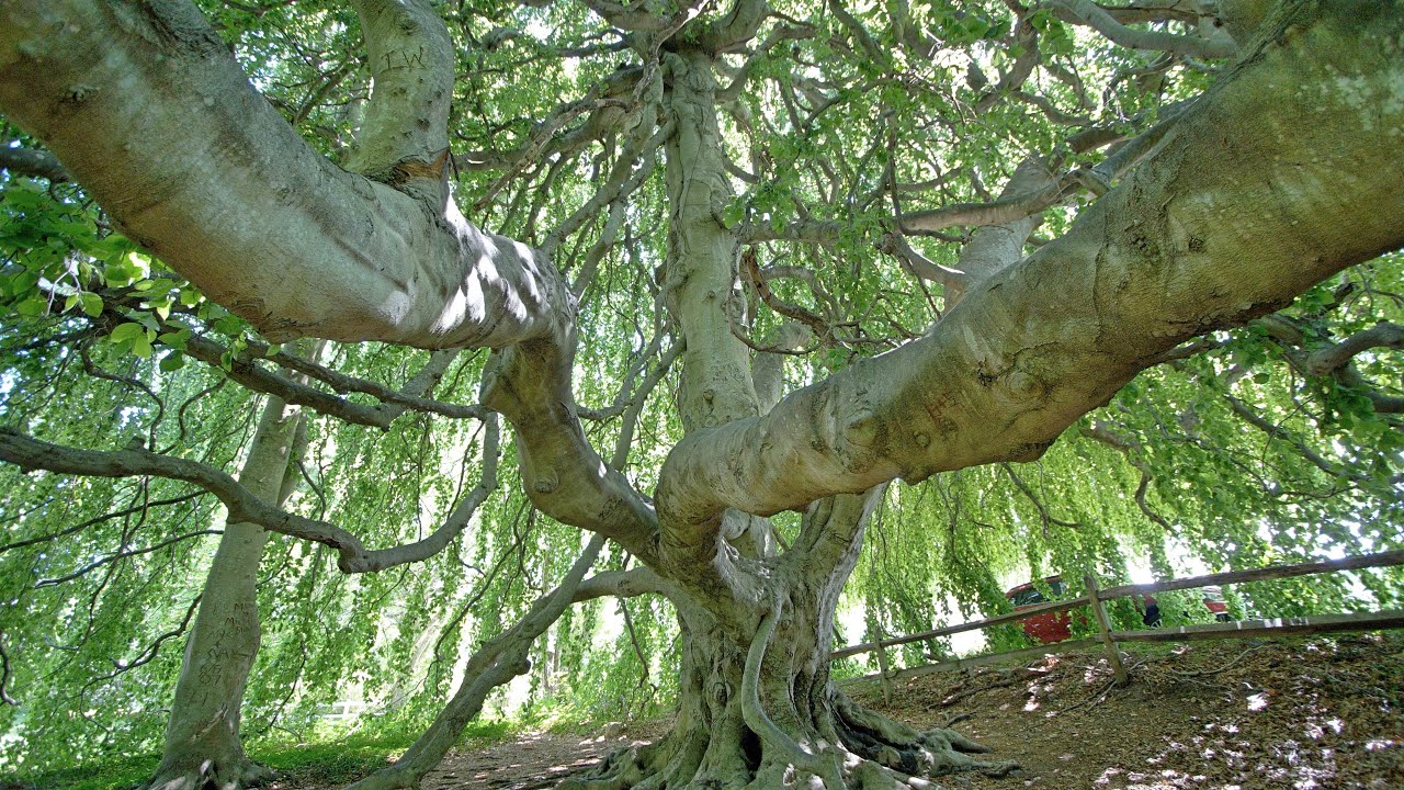 English Weeping Beech Tree- Yarmouthport, MA - YouTube