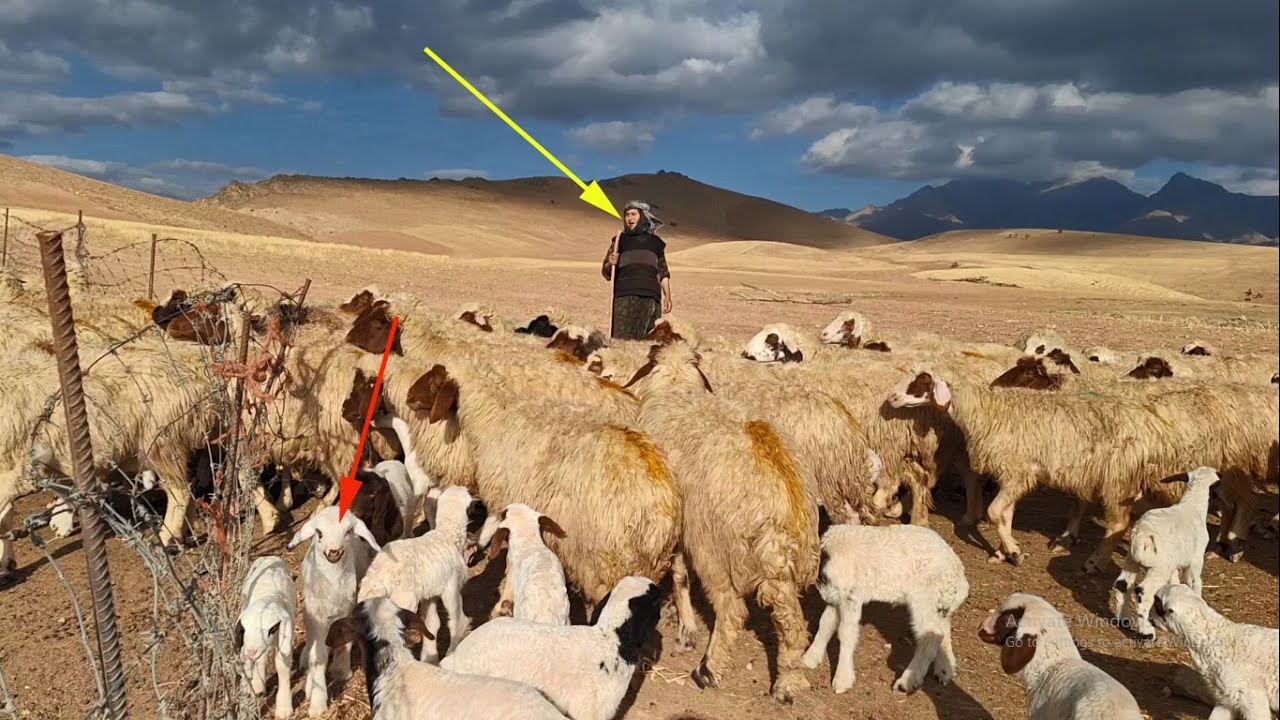 The Real Nomadic Life: The Spectacle of Sheep Racing to the Barn - YouTube