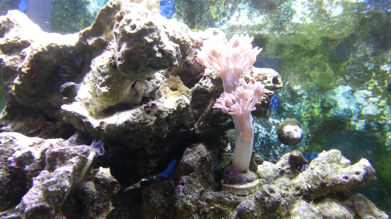 Eduardo the Mexican Turbo Snail - YouTube