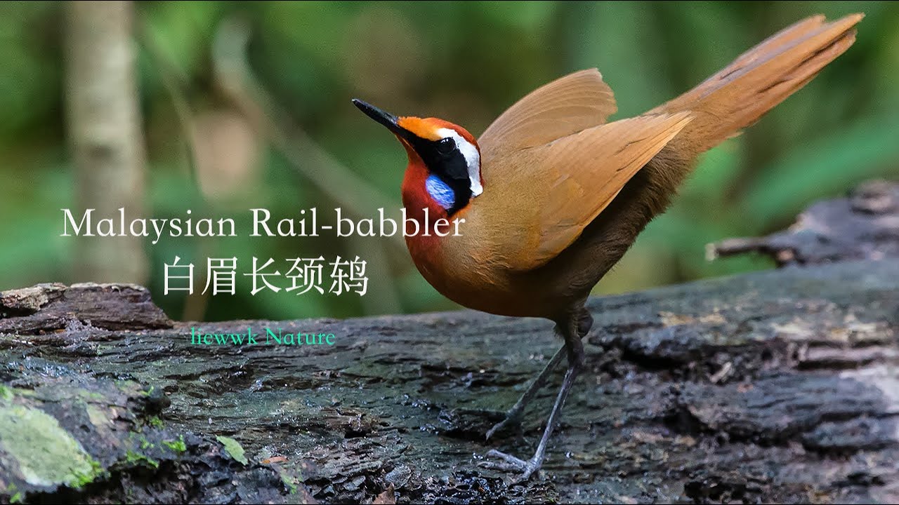 a rare Malaysian forest gem ... Malaysian Rail-Babbler - YouTube