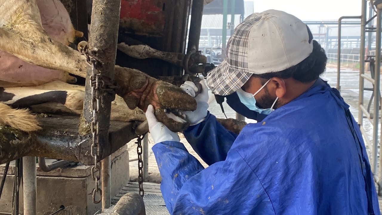 Hoof Trimming in Dairy Cow || Hoof Restoration || Hoof cleaning || Hoof ...