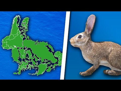 World Map is a Rabbit (and not only)