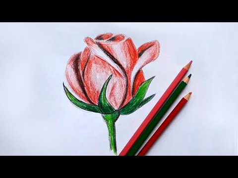 How To Draw a ROSE with Colored Pencils | Painting for beginners | Easy Drawing Step by step