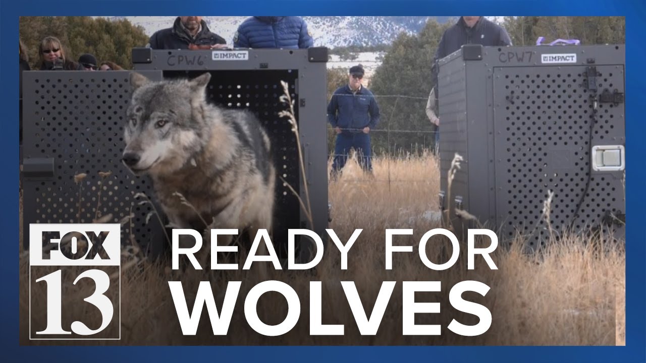 Utah prepares for Colorado wolves to cross the border - YouTube