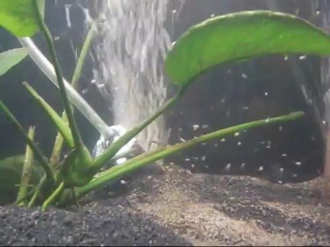 narybek skalara- 7 dni po tarle (fry skalara- 7 days after) - YouTube