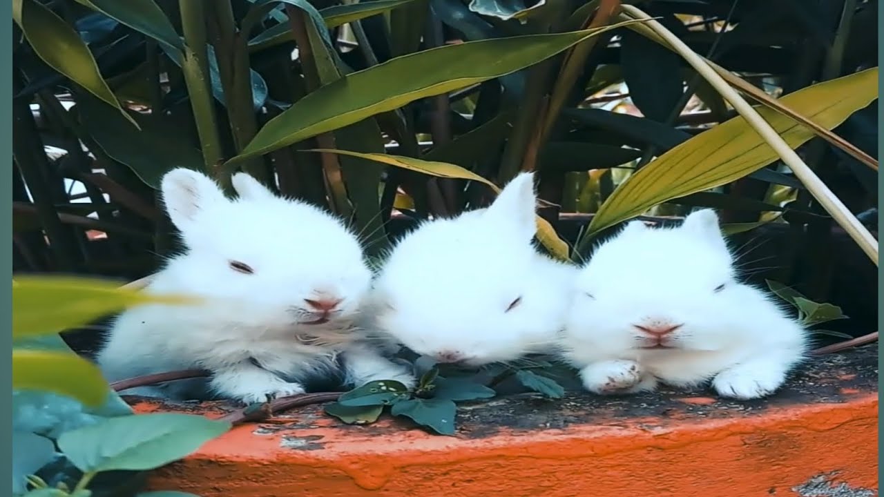 cute rabbits beautiful moments # rabbit # moments # sound zone # viral ...