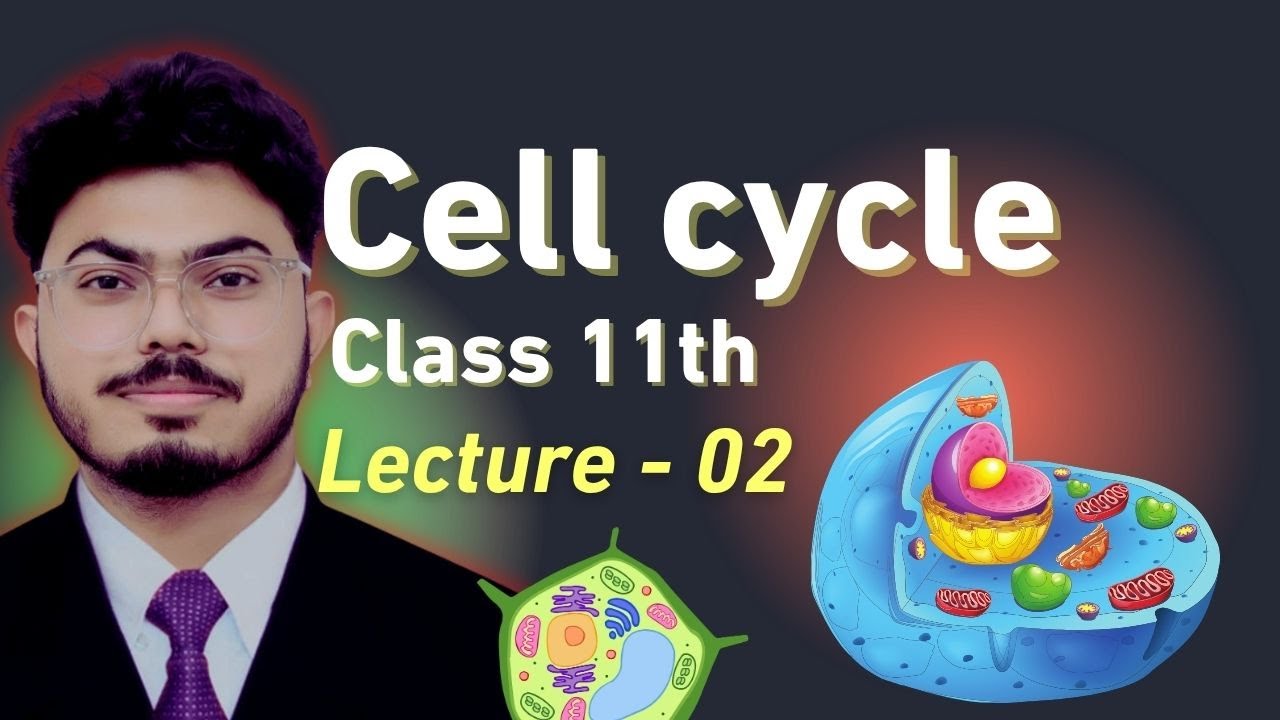 Cell cycle Class 11th Biology NEE T foundation Lecture - 02 - YouTube