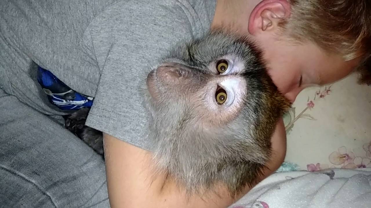 The Proper Way To Cuddle Your Monkey - YouTube