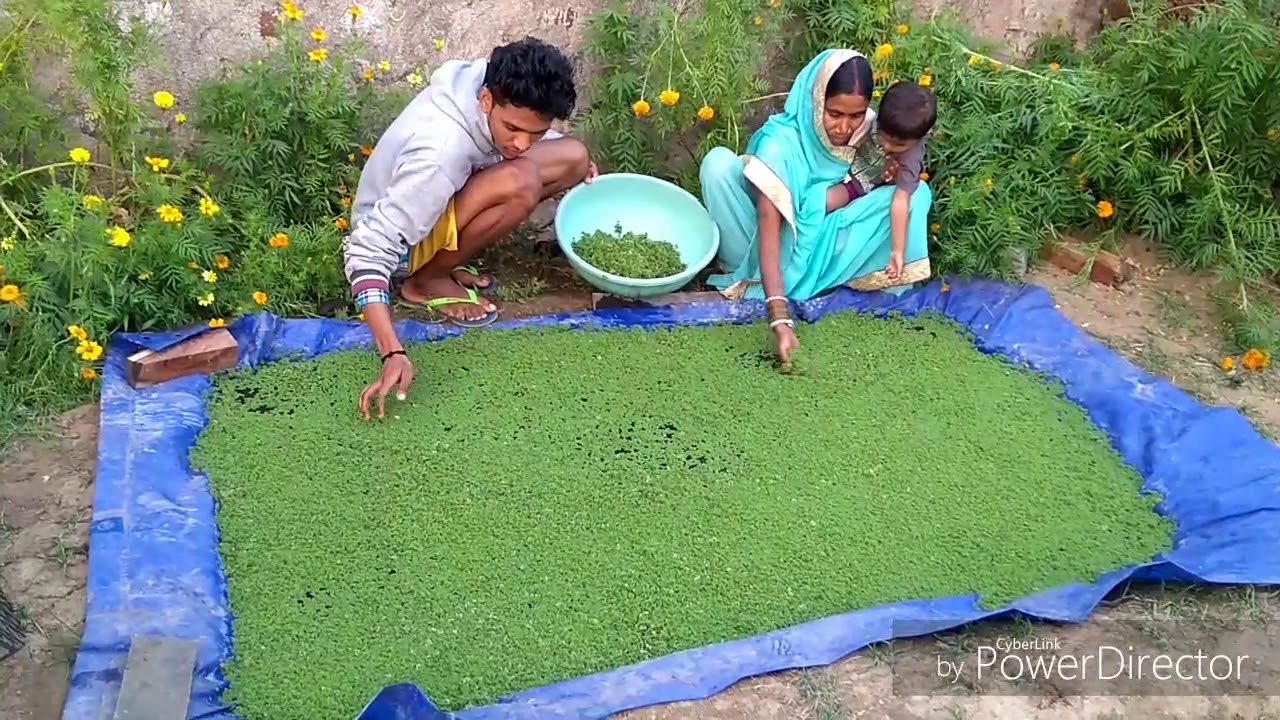 Low-cost Azolla Production for Sustainable Feed Managment - YouTube