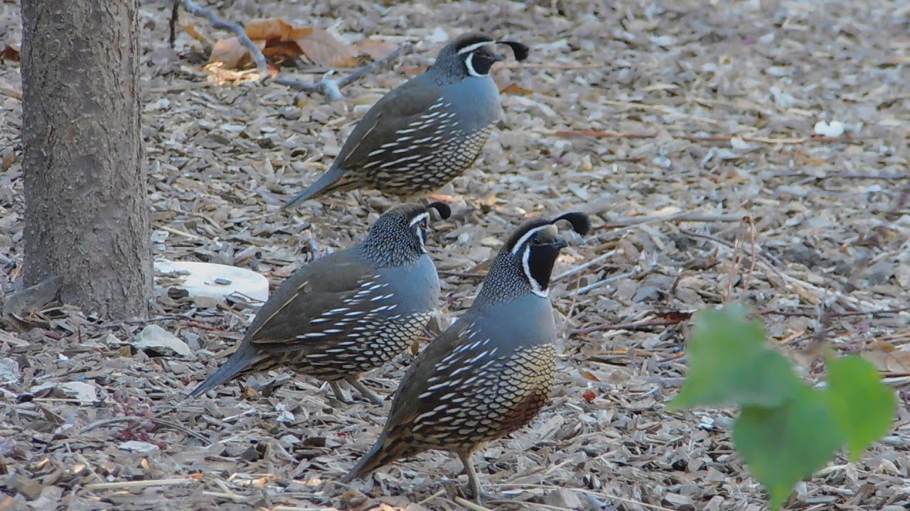 Speedy, Blue Jay, Fluffy, California Quail, and European Starlings ...