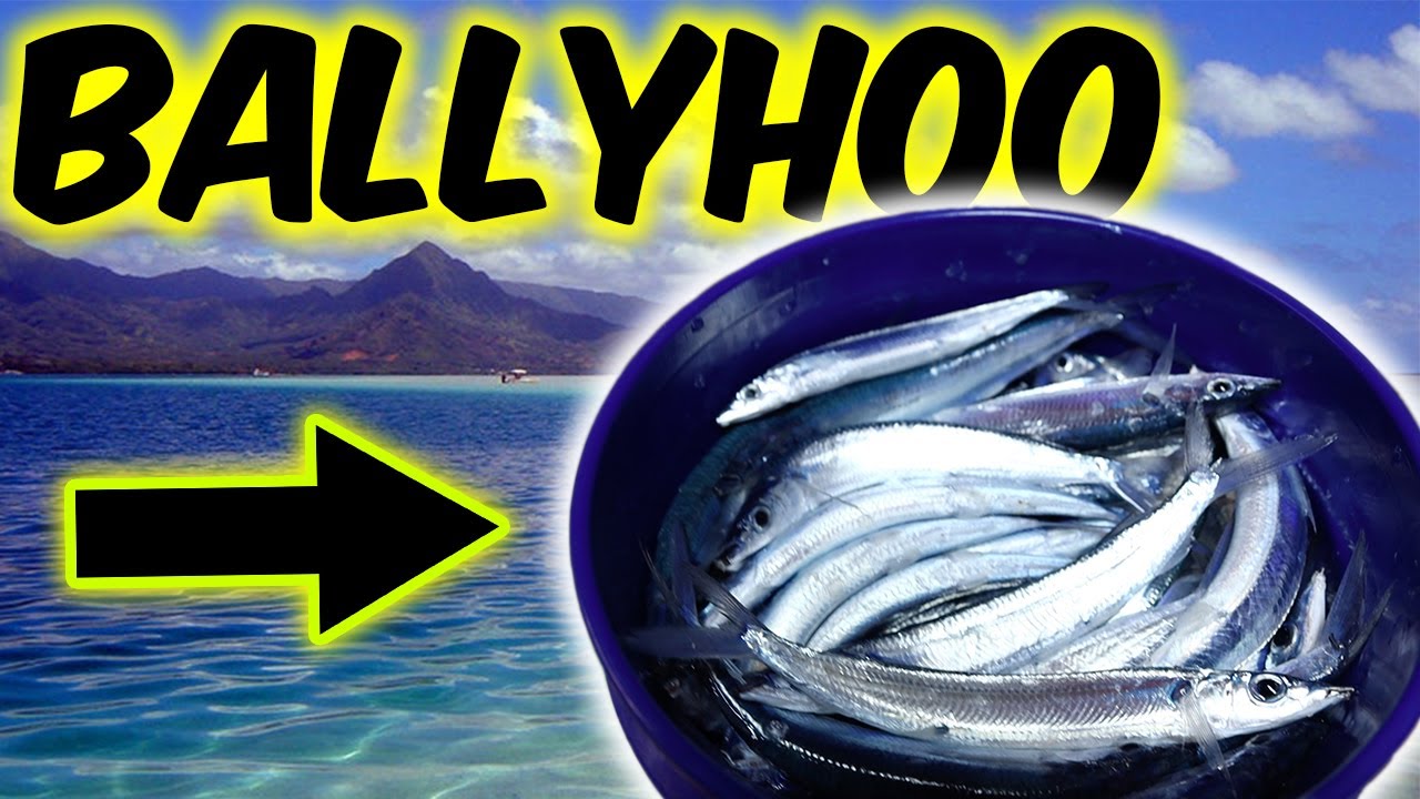 YOU DON'T NEED A CAST NET TO CATCH BALLYHOO! EASIEST WAY TO CATCH ...