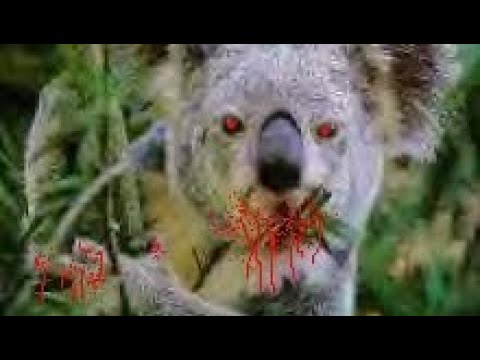 Blood thirsty killer koala - YouTube