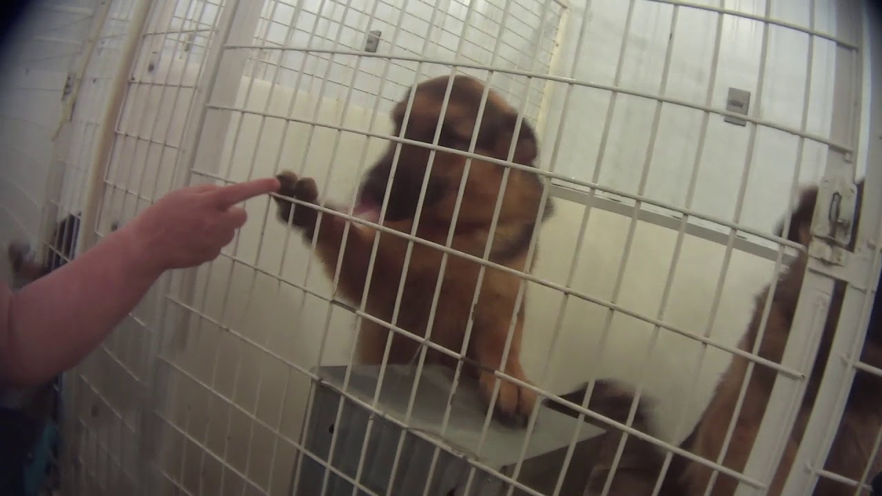 Raspberry Creek Kennel, Tim & Mary Feldmann's USDA Licensed Puppy Mill ...