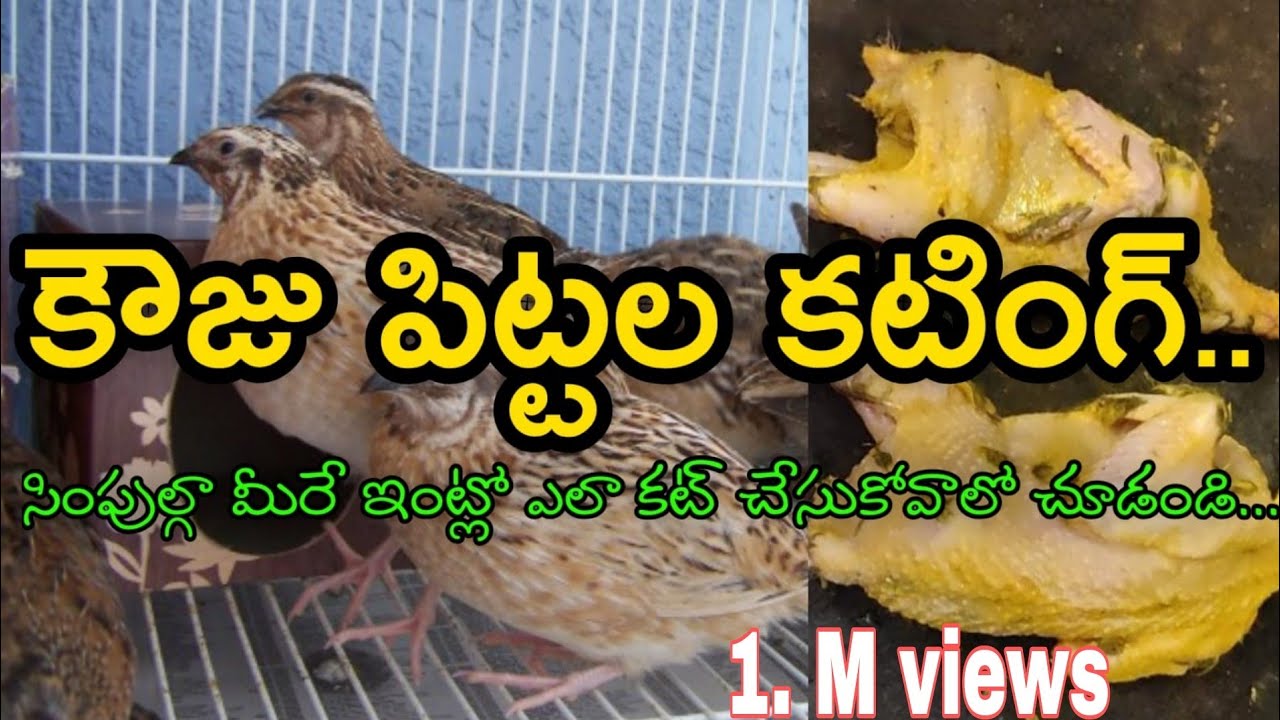 Quali birds cutting full process#allinone#howto cut - YouTube