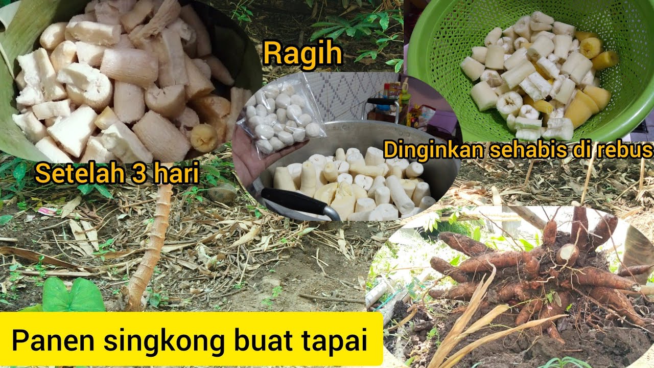 Panen dan proses pembuatan tapai singkong - YouTube