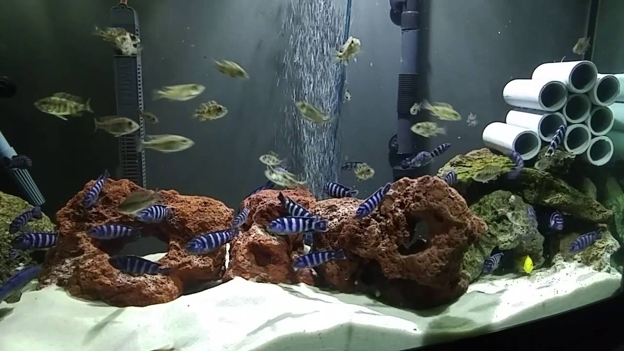 Demasoni, yellow labs and juvenile peacock African cichlids - YouTube