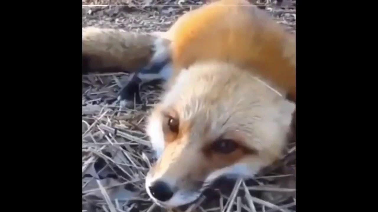 Fox meowing sound increased by 2000% - YouTube