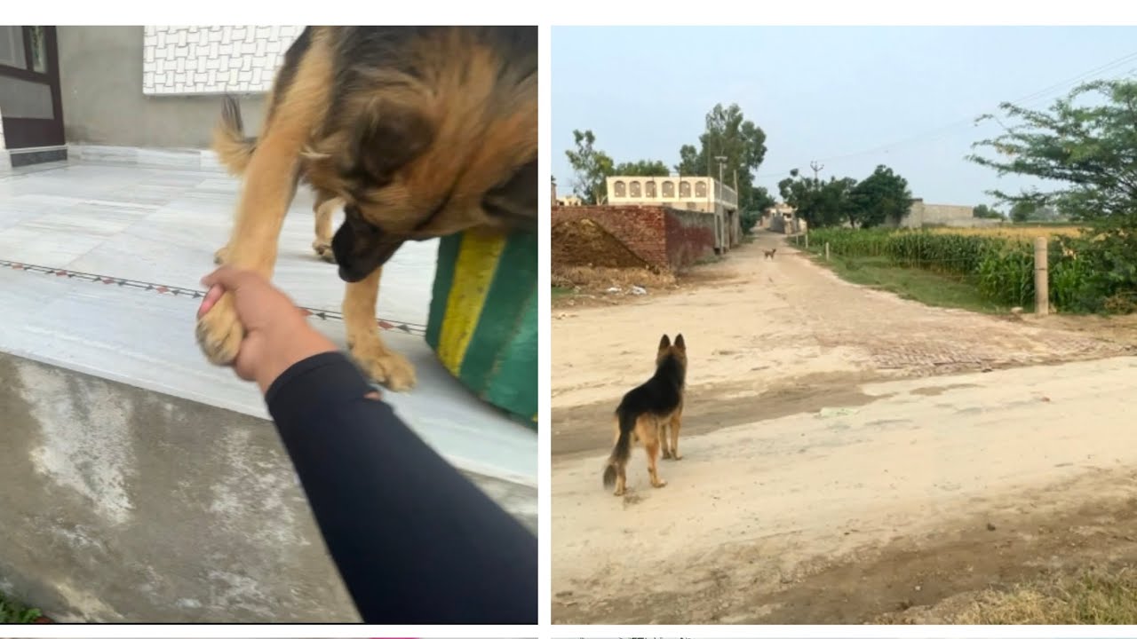 Jack ne bani street dogs di reel😁 # jack #viral #dairyfarm #doglover # ...