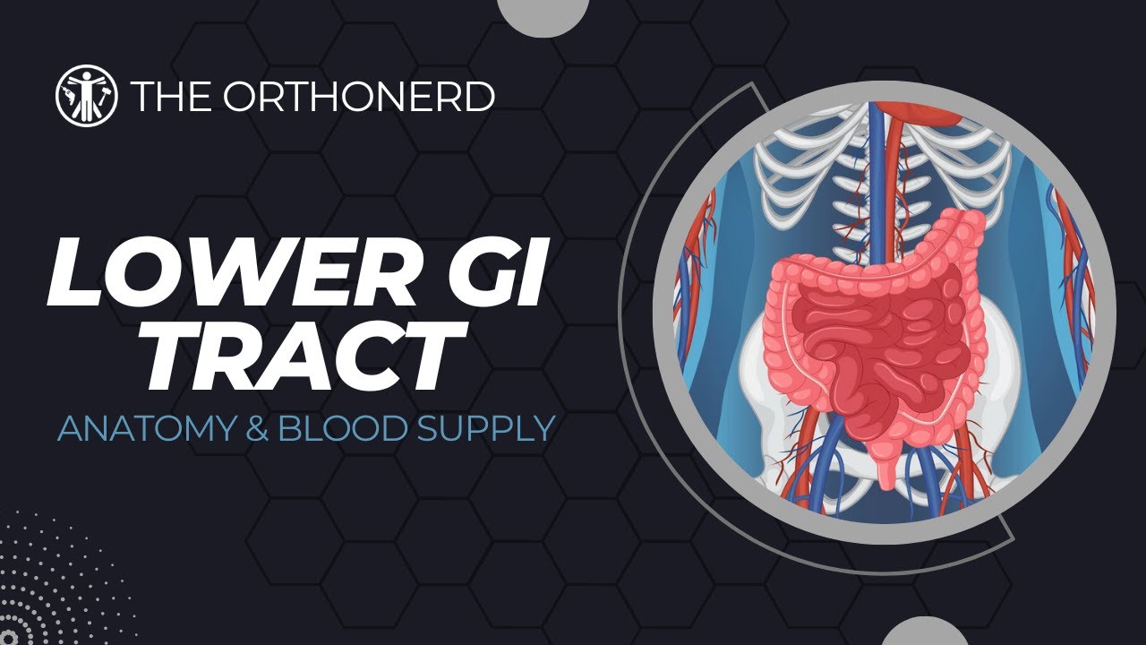 Lower GI Tract | Anatomy | MedSchool Revision - YouTube