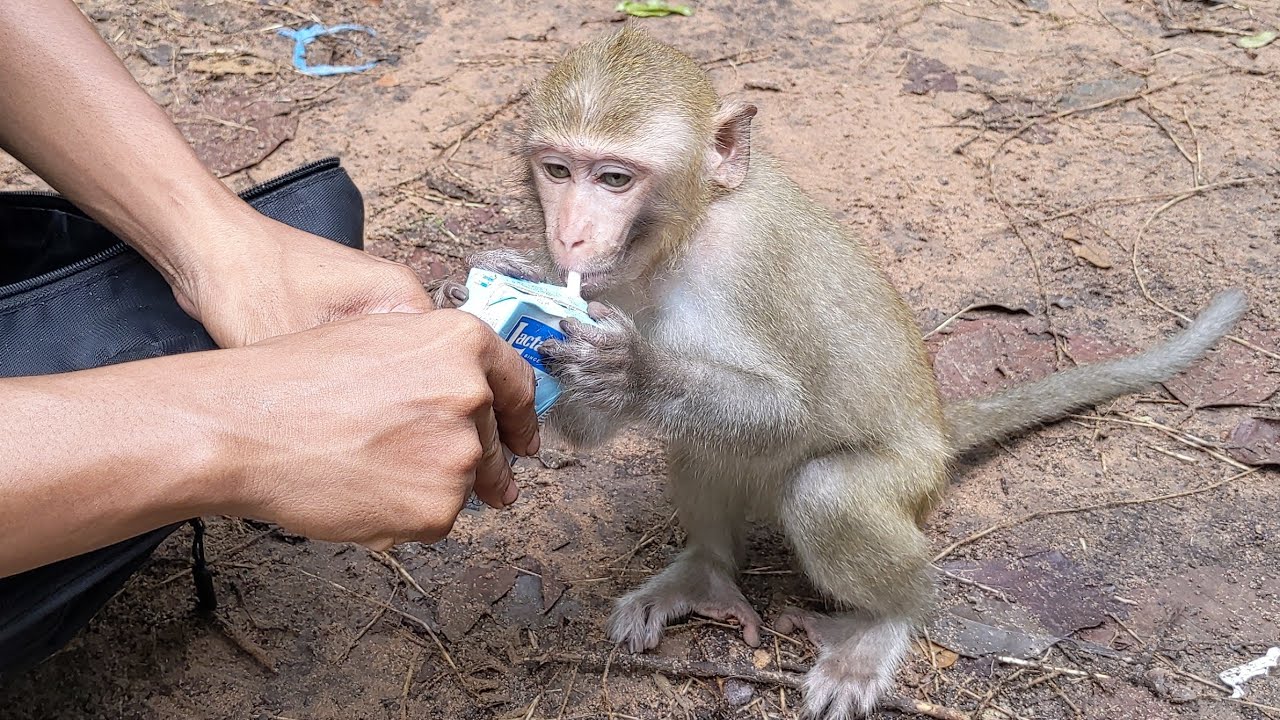 Thank you Mr Yat for sharing some milk to poor Dory - YouTube