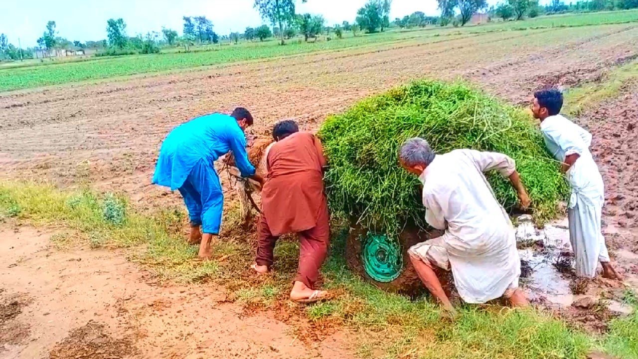 barish k mosam mein gadha gari phans gae!! Punjab village life - YouTube