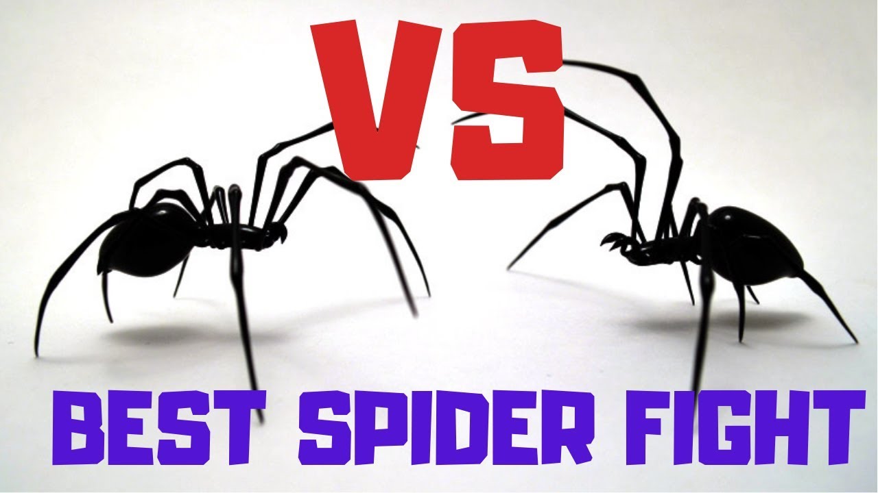 BEST SPIDER FIGHT EVER - YouTube