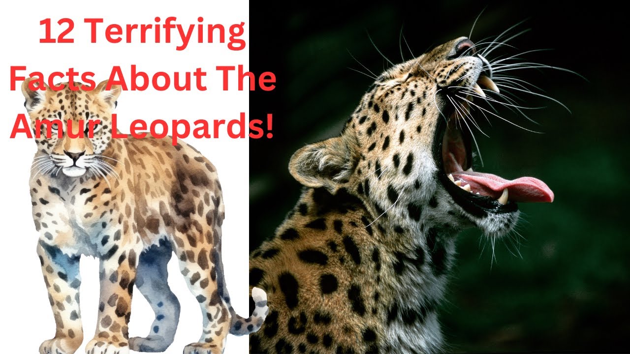 "Unbelievable! The Secret World of Amur Leopards Revealed – You Won't ...